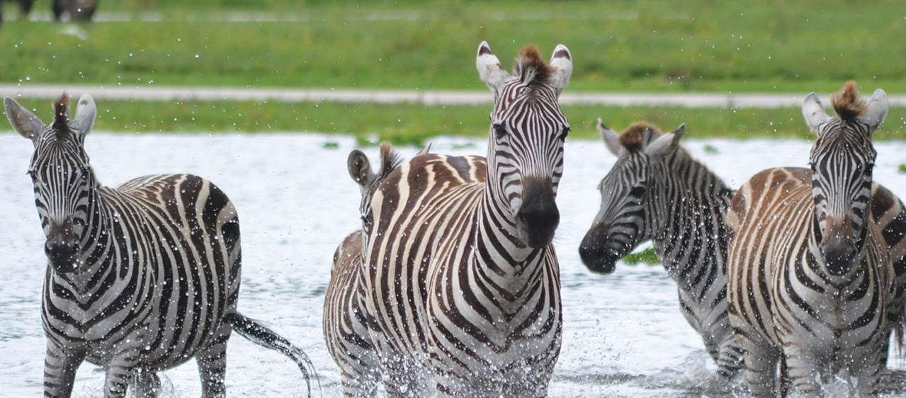 Take A Trip Into The Wild At Lion Country Safari | Wellington The ...