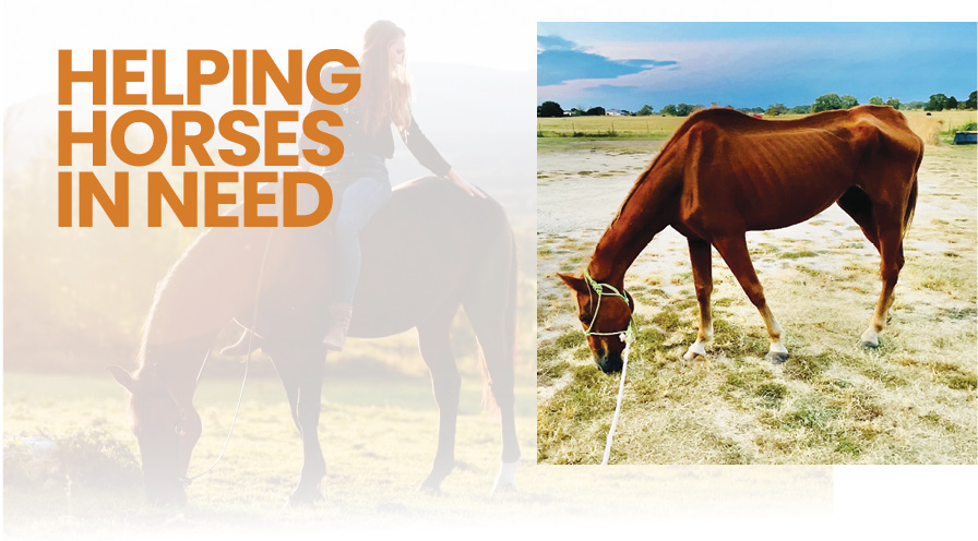 Helping Horses In Need | Wellington The Magazine BLOG